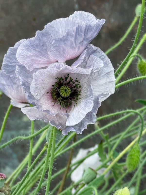 Papaver rhoeas Amazing Grey | Unique and Stunning Grey-Toned Poppies ...
