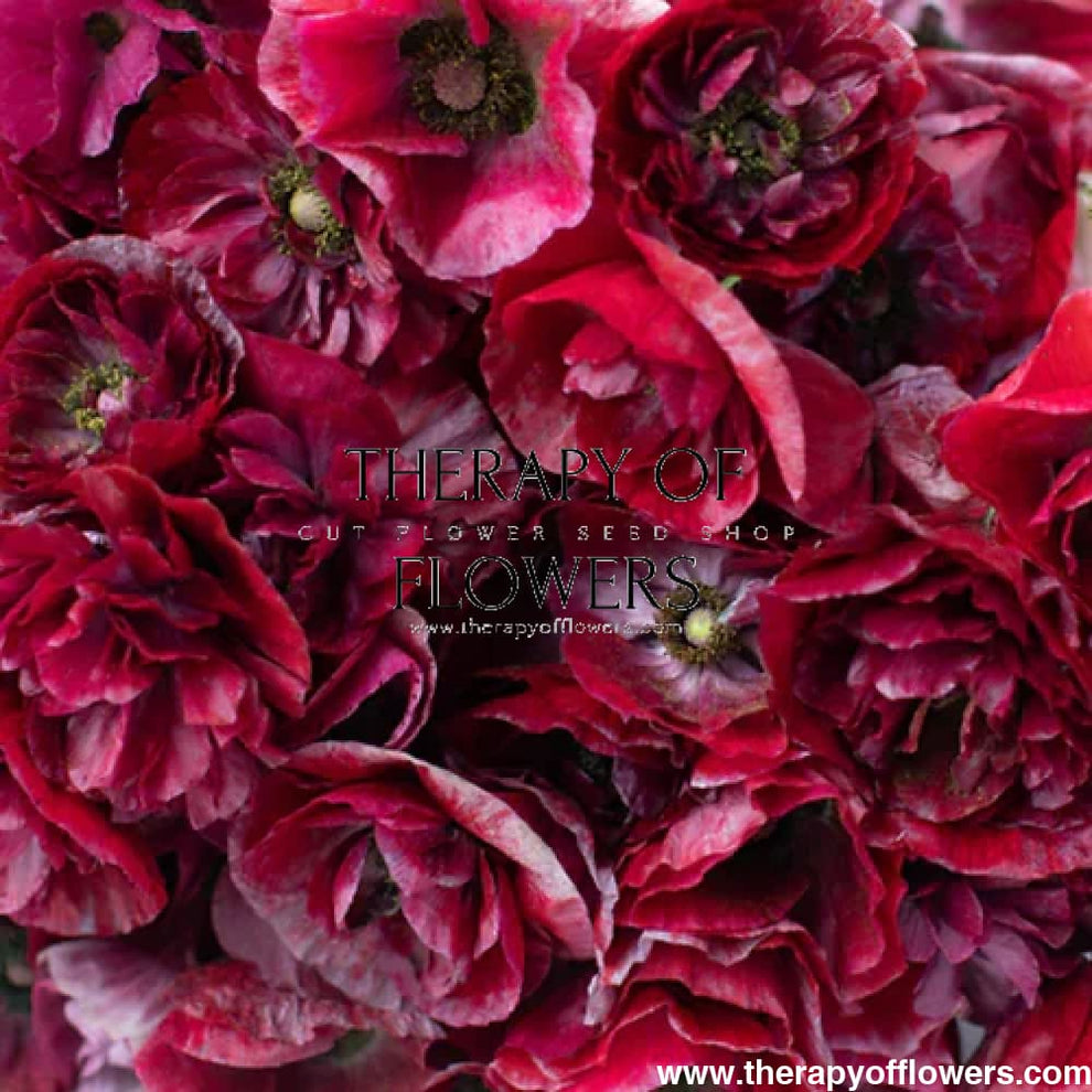 Papaver rhoeas 'Pandora' Seeds | Dark, Dramatic Poppies for Your Garden ...