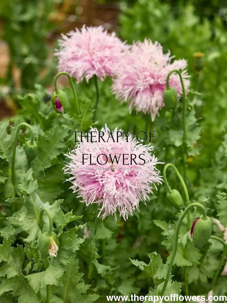 Papavero da oppio ‘Lilac Pompom’ – Semi | Papaver somniferum | Papavero ...