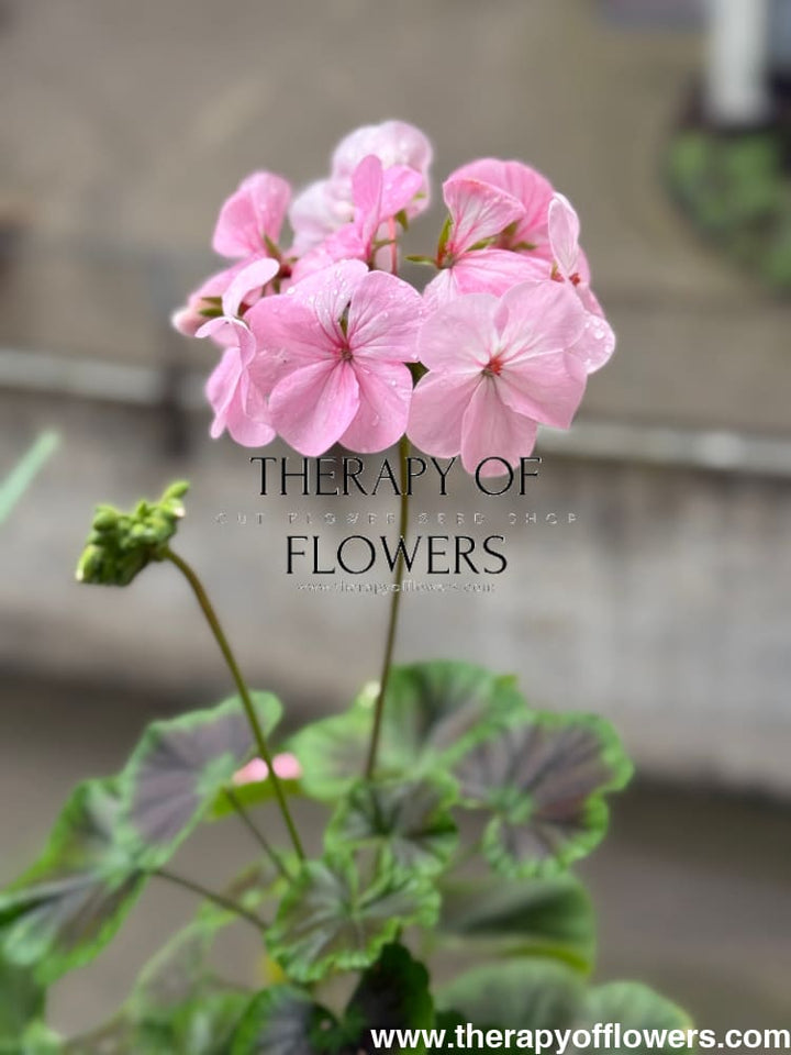 Pelargonium x hortorum seeds | Zonal geranium seeds – therapyofflowers.com