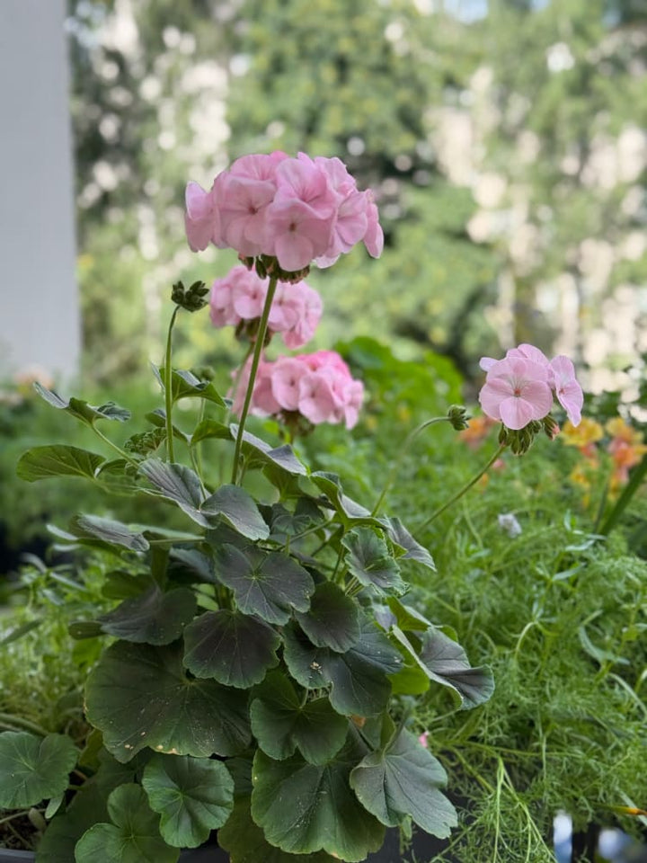 Pelargonium x hortorum seeds | Zonal geranium seeds – therapyofflowers.com