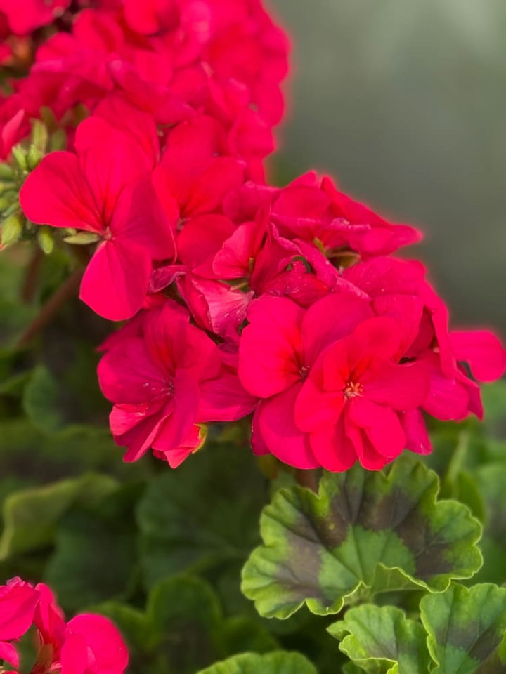 Pelargonium x hortorum seeds | Zonal geranium seeds – therapyofflowers.com