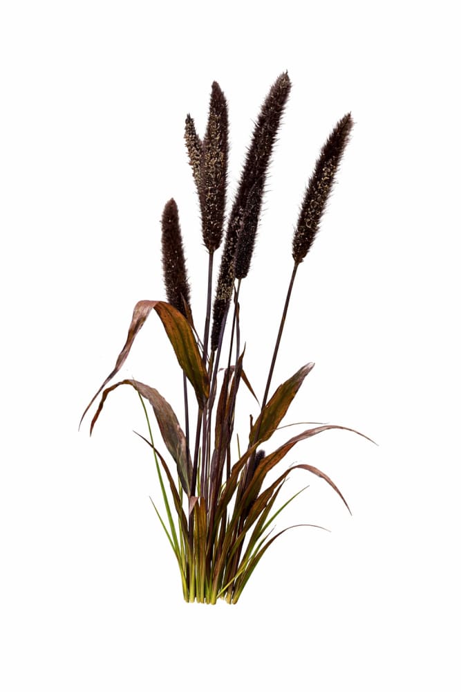 Pennisetum glaucum ‘Inky’ | Pearl Millet Seeds | Red Flower Spikes ...