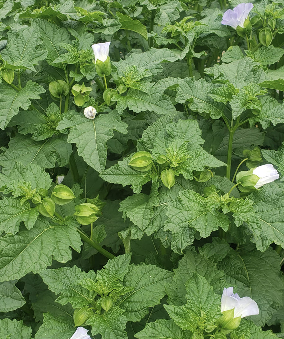 Nicandra physalodes Apple of Peru – therapyofflowers.com