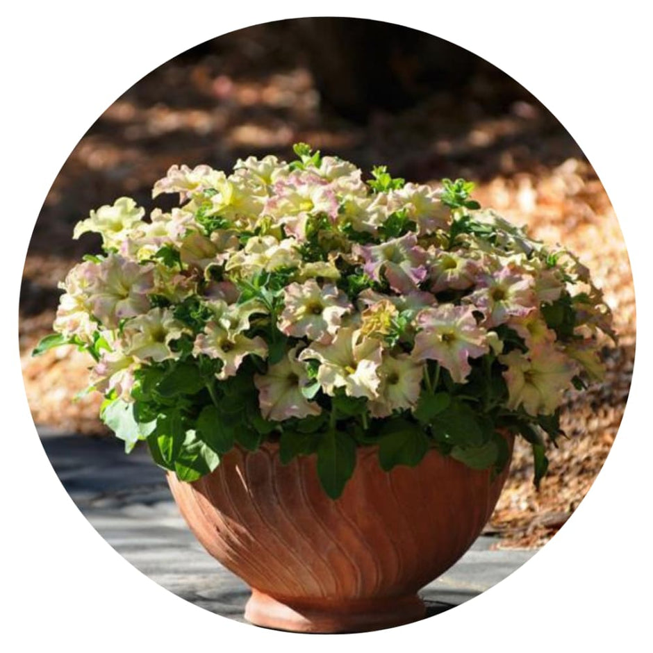 Semi di petunia | Collezione Petunia grandiflora & hybrida ...