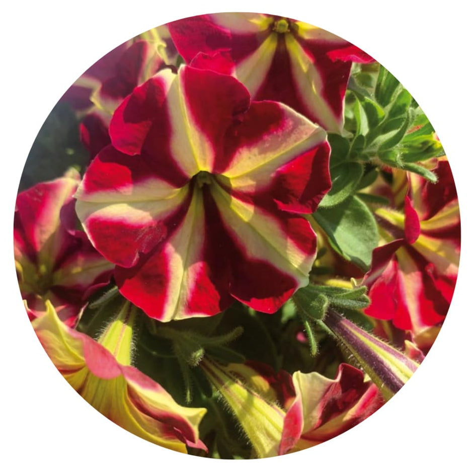 Semillas de petunia | Colección Petunia grandiflora & hybrida ...