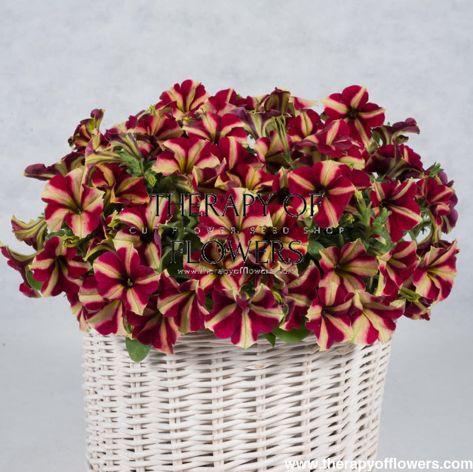 Semillas de petunia | Colección Petunia grandiflora & hybrida ...