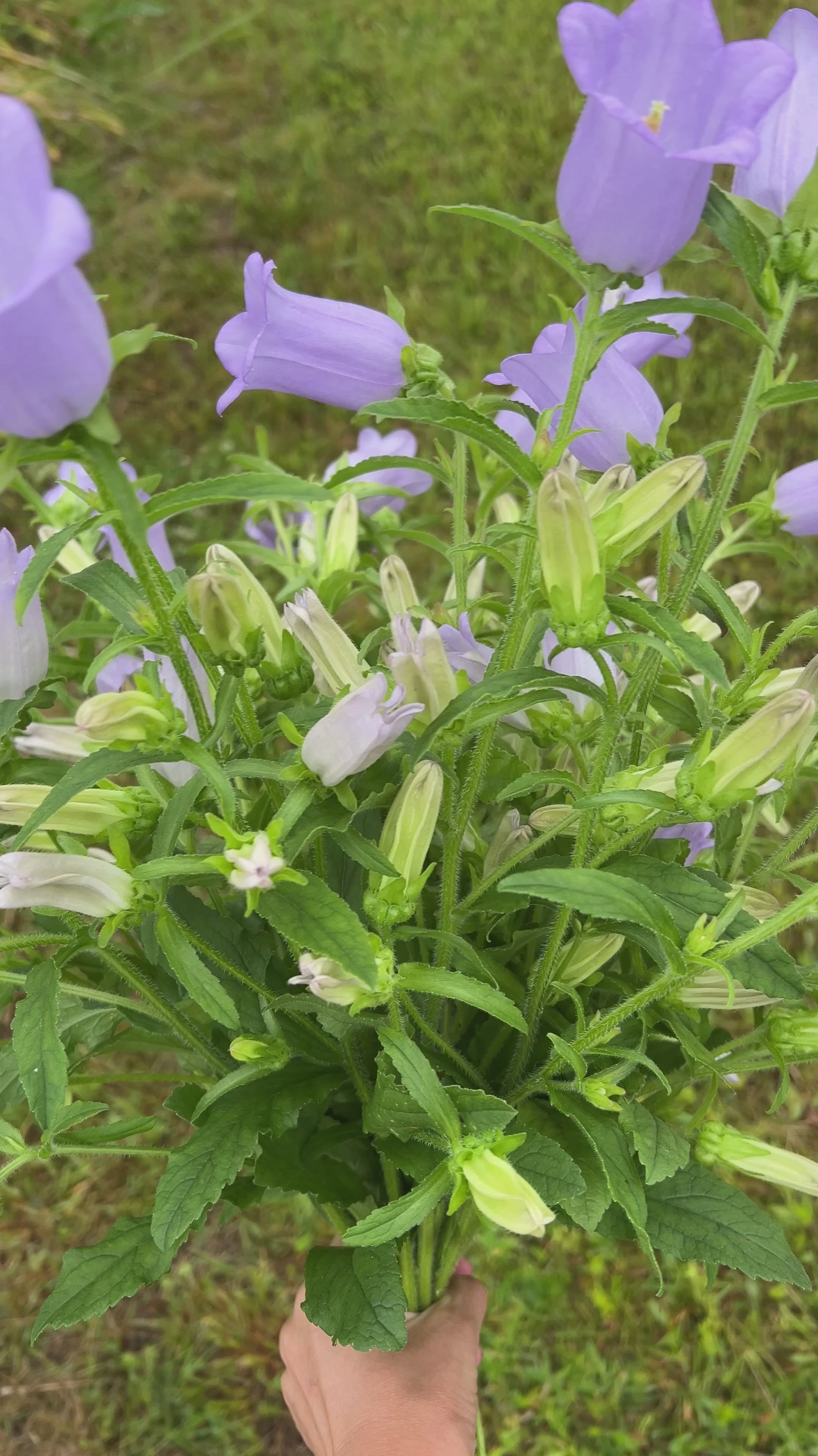 Campanula Medium Champion Lavender – therapyofflowers.com