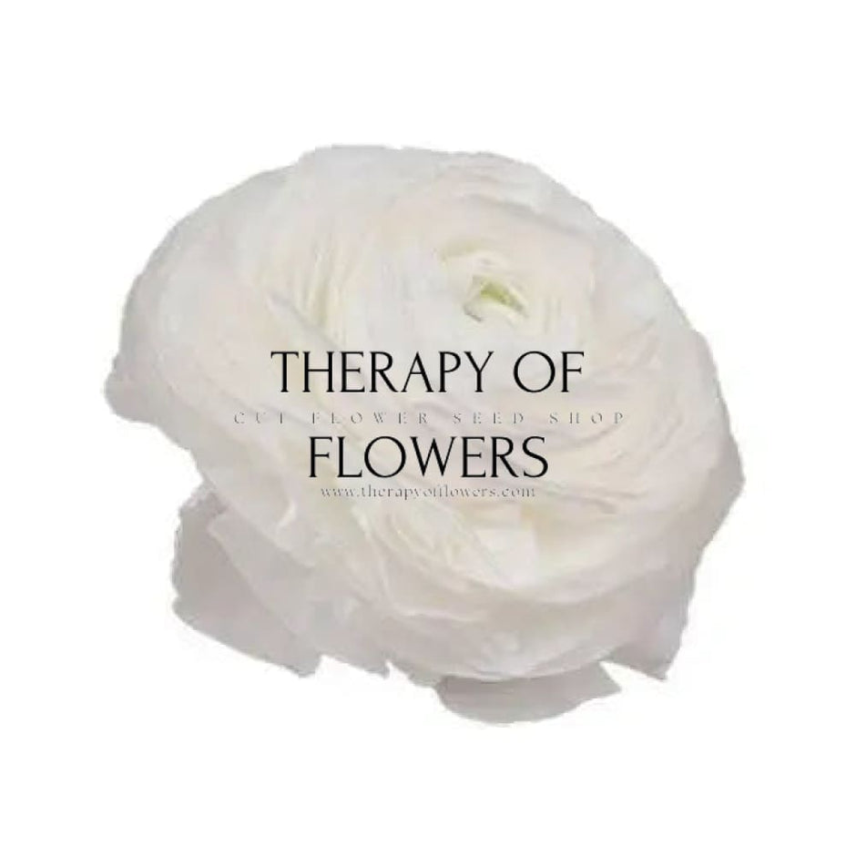 Helipterum roseum | Everlasting Pierrot – therapyofflowers.com