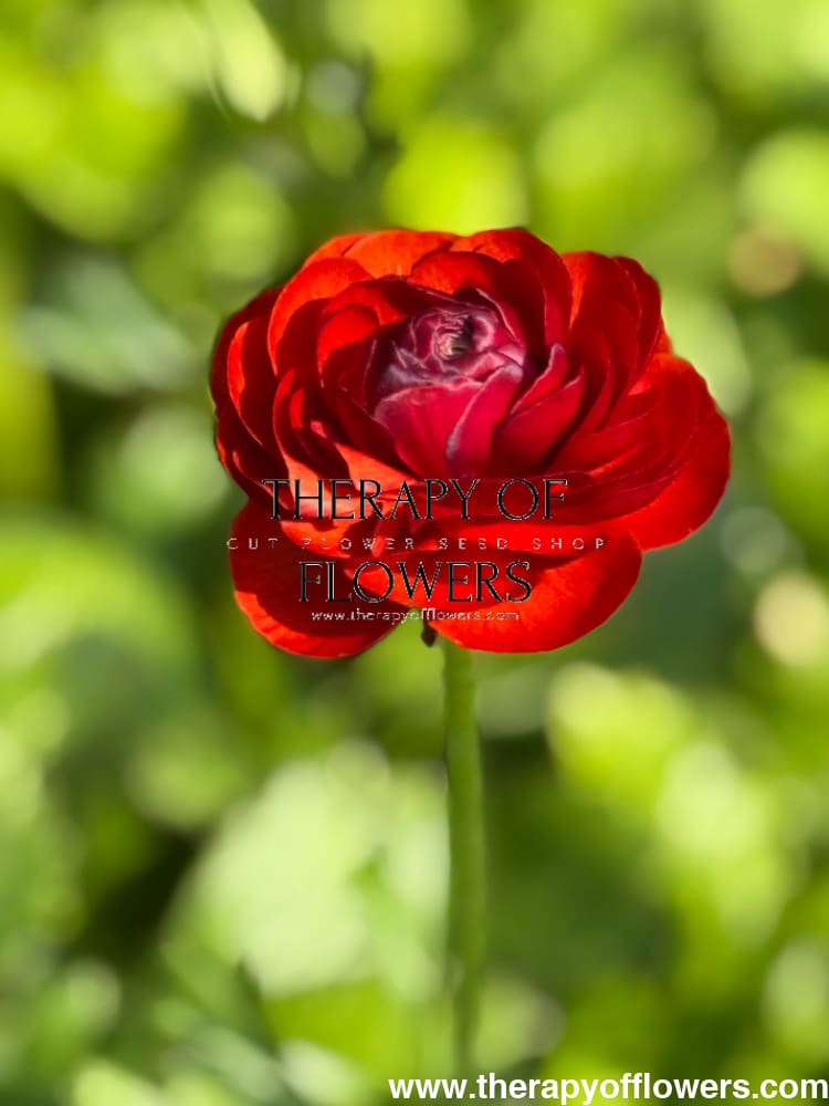 Gorgeous Italian Ranunculus Flowers – therapyofflowers.com