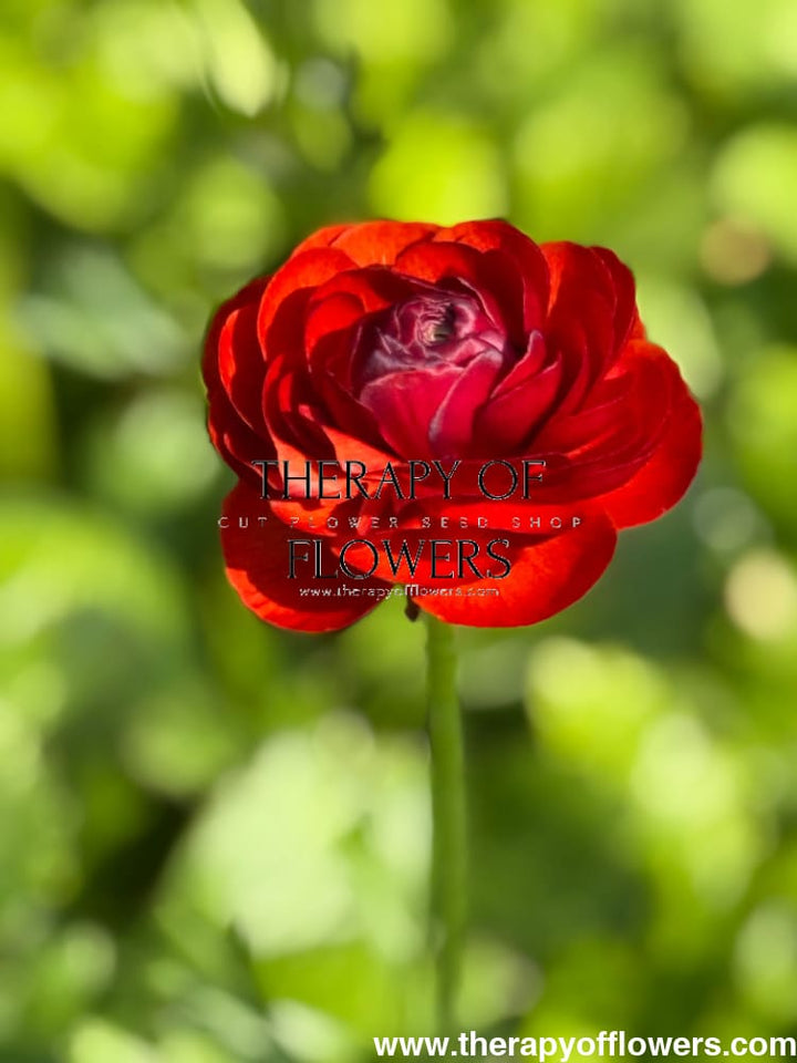 Gorgeous Italian Ranunculus Flowers – therapyofflowers.com
