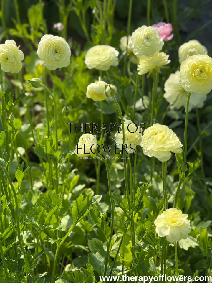 Italian Ranunculus Collection – Elegance® | Premium Ranunculus Corms ...