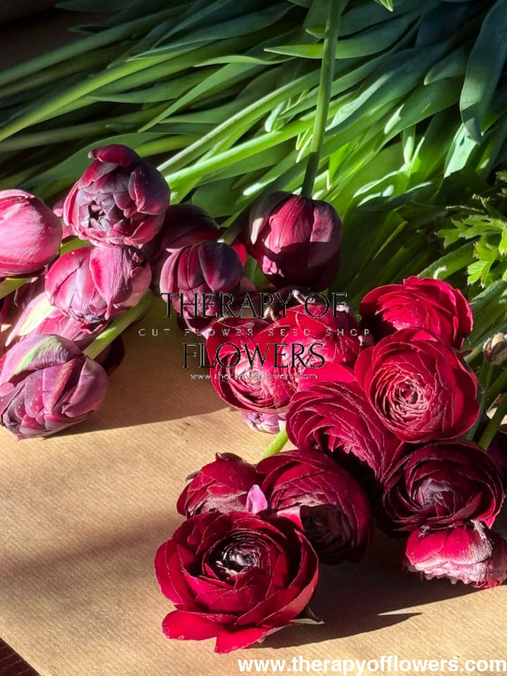 Italian Ranunculus Collection – Premium Elegance® Series Corms ...