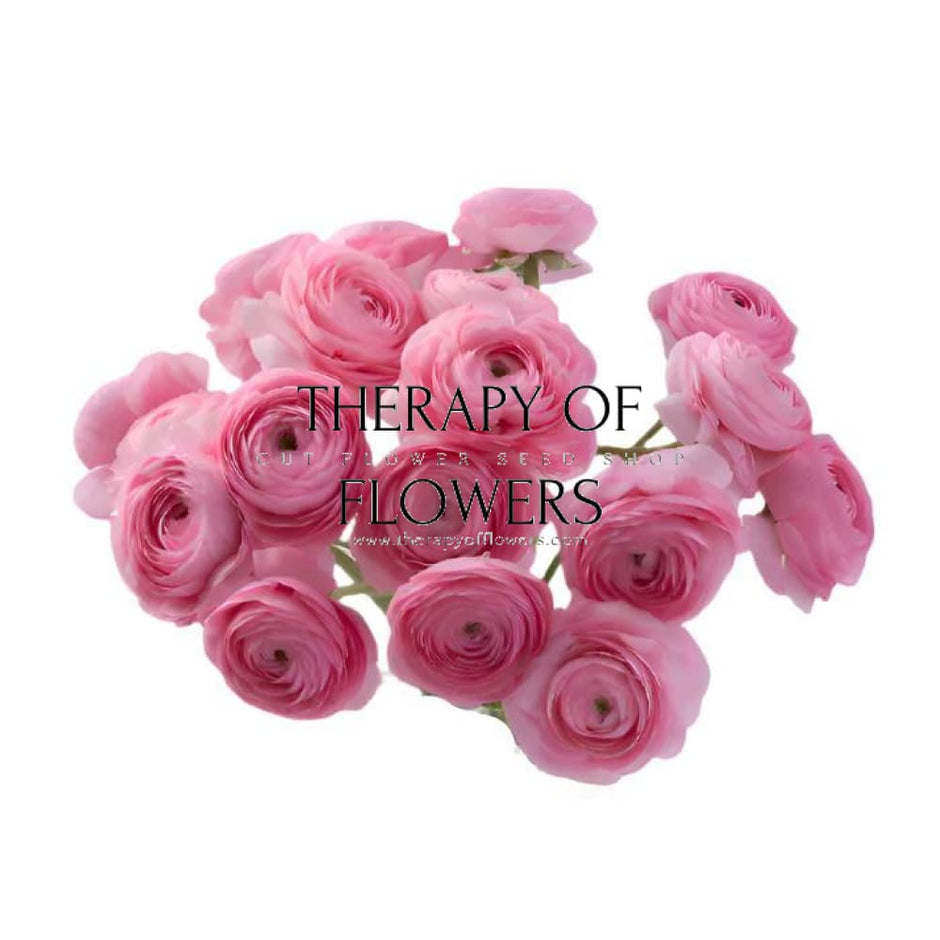 Gorgeous Italian Ranunculus Flowers – therapyofflowers.com