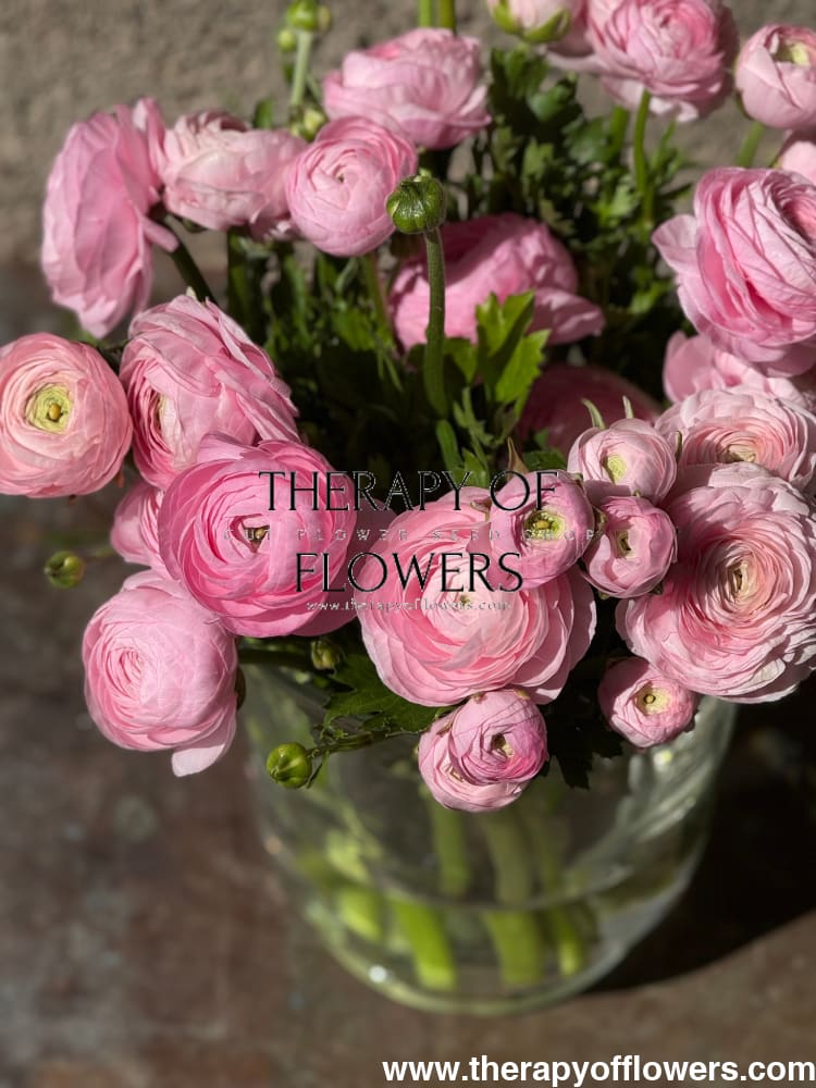 Italian Ranunculus Collection – Premium Elegance® Series Corms ...