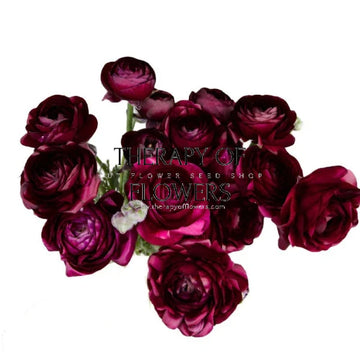 Gorgeous Italian Ranunculus Flowers – therapyofflowers.com