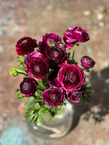 Italian Ranunculus Collection – Premium Elegance® Series Corms ...