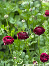 Gorgeous Italian Ranunculus Flowers – therapyofflowers.com