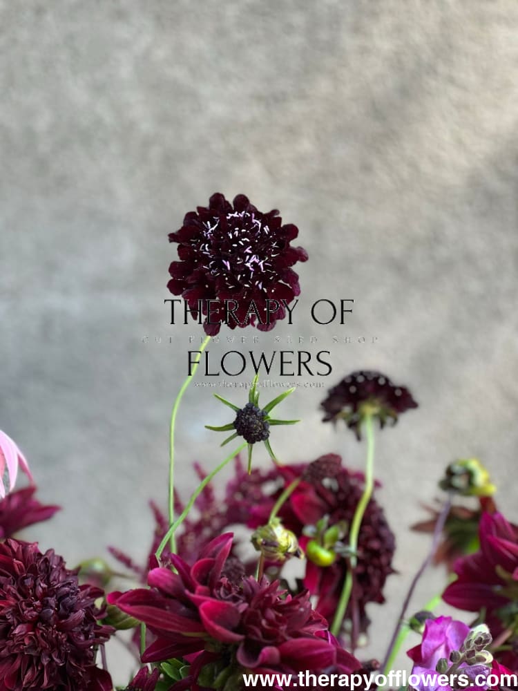 Scabiosa atropurpurea Black Knight – therapyofflowers.com