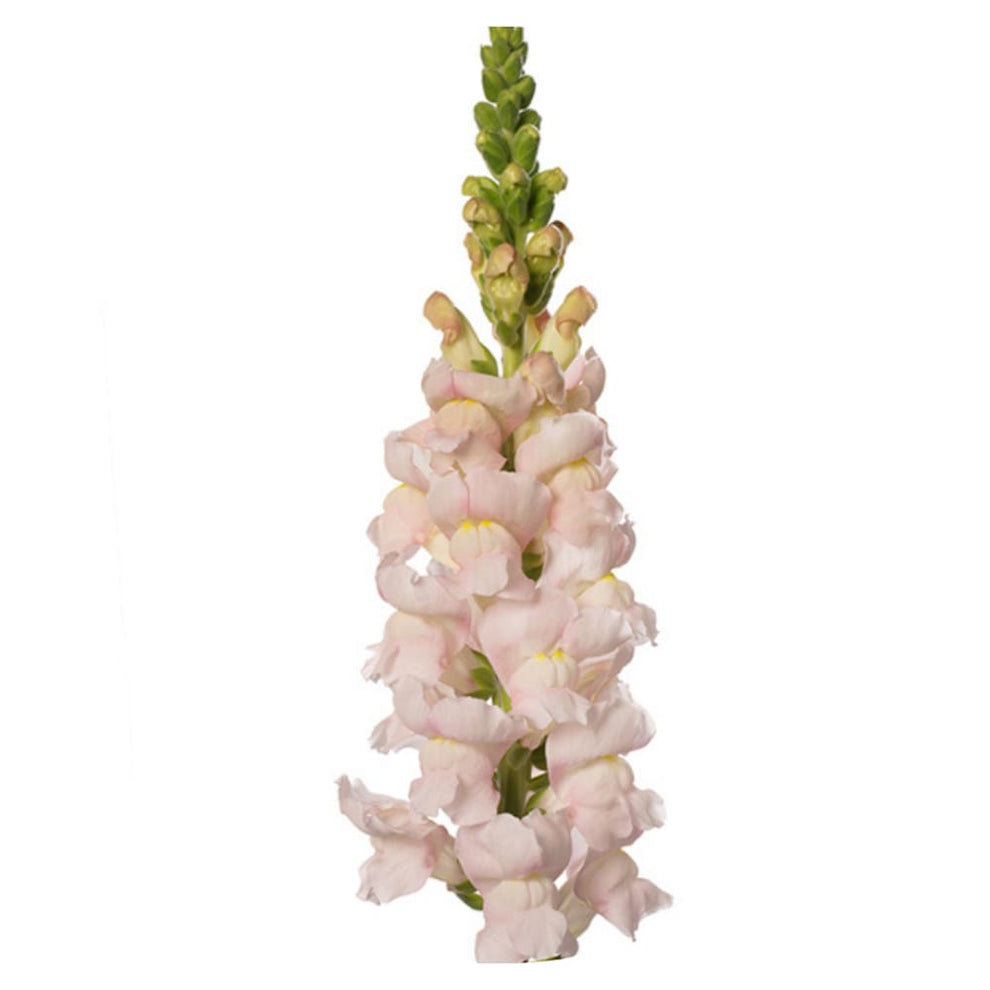 Snapdragon Costa Silver F1 Seeds | Elegant Silver-White Blooms ...