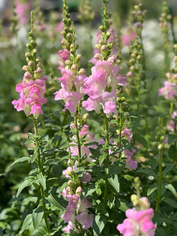 Snapdragon Legend Light Pink F1 | Unique cool lavender-pink color ...