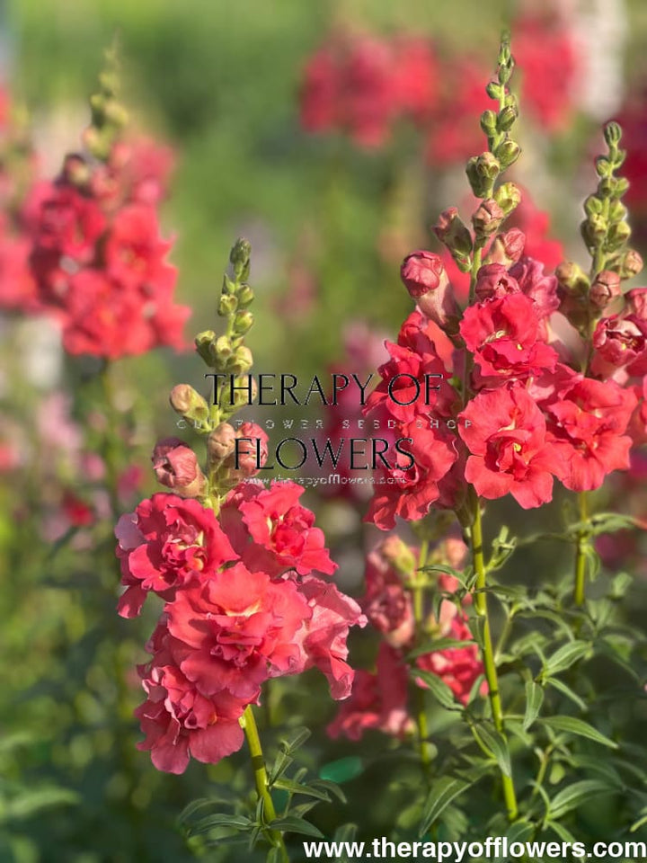 Snapdragon Madame Butterfly Ivory – Elegant Frilled Ivory Blooms for ...
