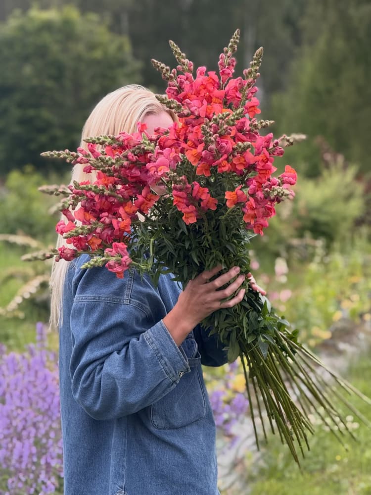 Meta title: Snapdragon ‘Monaco Orange’ | Antirrhinum majus | Vibrant ...