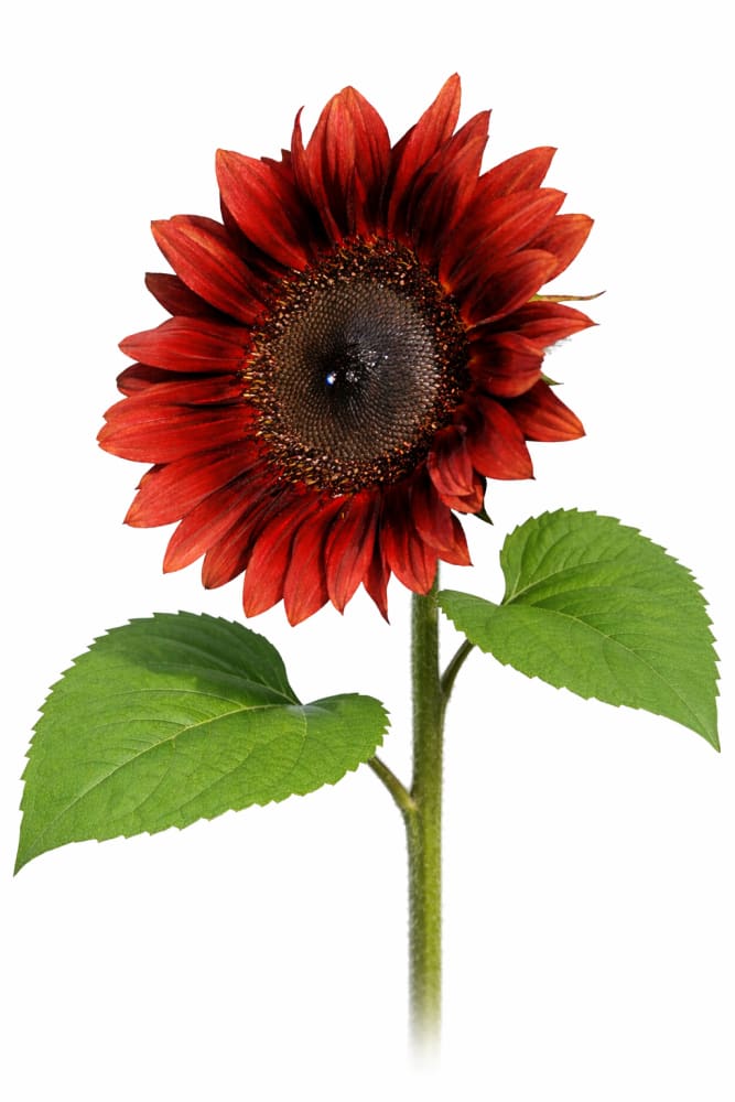 Sunflower ProCut® Red F1 | Helianthus annuus – Stunning Deep-Red ...