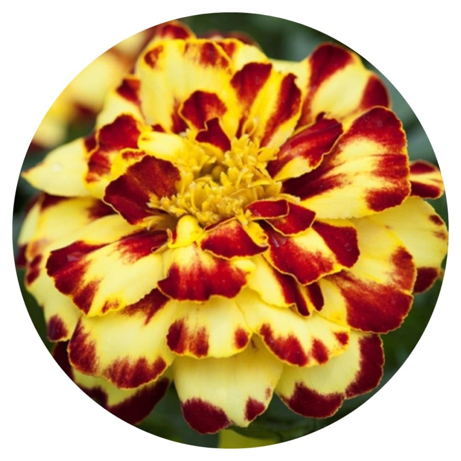 Therapy of Flowers | Premium Seeds Shop for Beautiful Cut Flowers ...