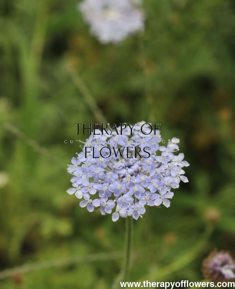 Trachymene coerulea ‘Lavender Blue’ Seeds | Lace Flower Didiscus ...