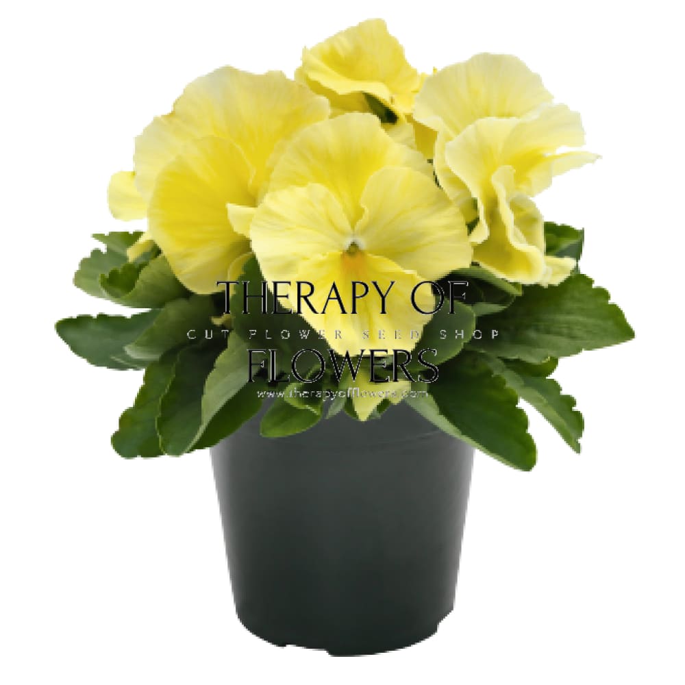 Viola x wittrockiana Inspire® Plus Lemon | Spring & Autumn Pansy ...