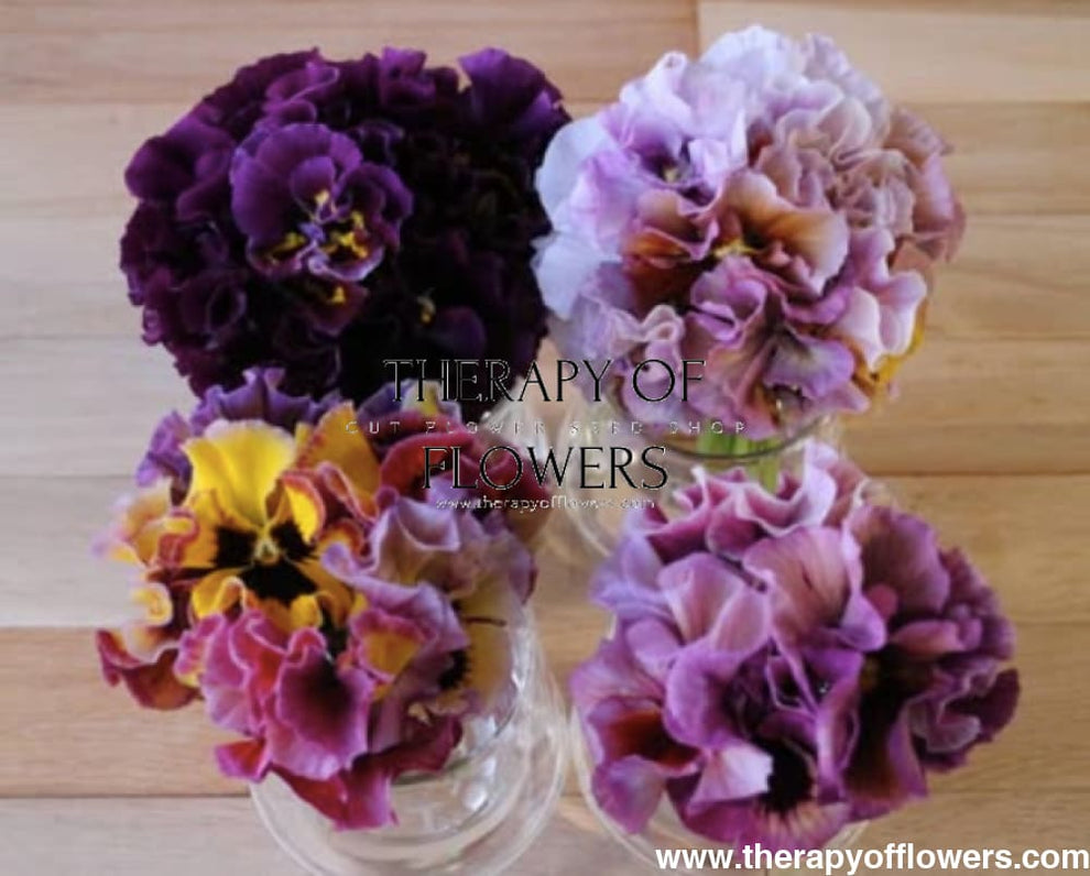 Viola x wittrockiana Moulin Rouge Mixed F1 | Pansy – Enchanting Ruffled ...