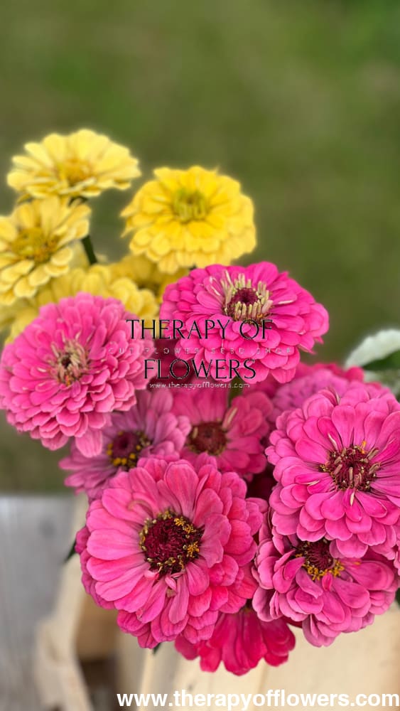 Zinnia elegans Benary's Giant Bright Pink – Vibrant Pink Blooms for ...