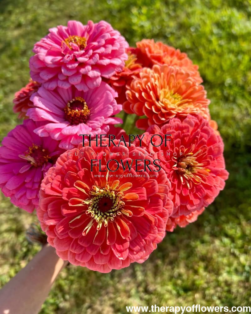 Zinnia elegans Benary's Giant Bright Pink – Vibrant Pink Blooms for ...