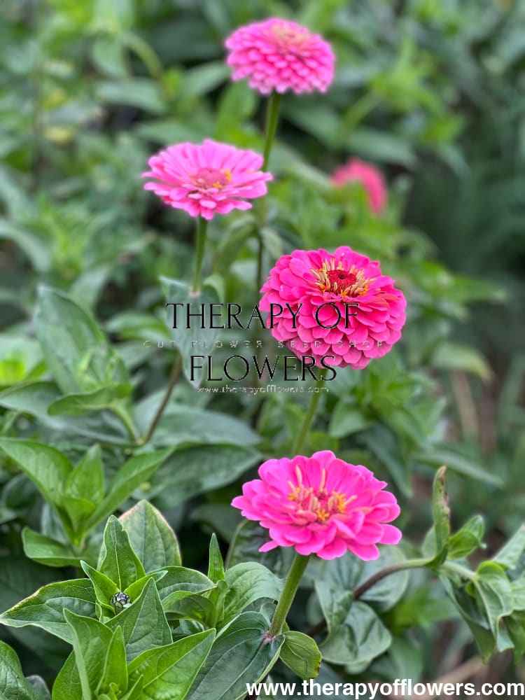 Zinnia elegans Benary's Giant Bright Pink – Vibrant Pink Blooms for ...