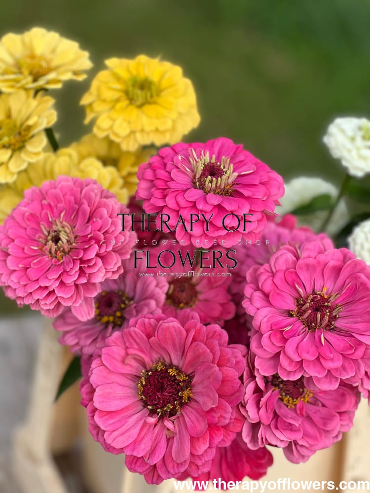 Zinnia elegans Benary's Giant Bright Pink – Vibrant Pink Blooms for ...
