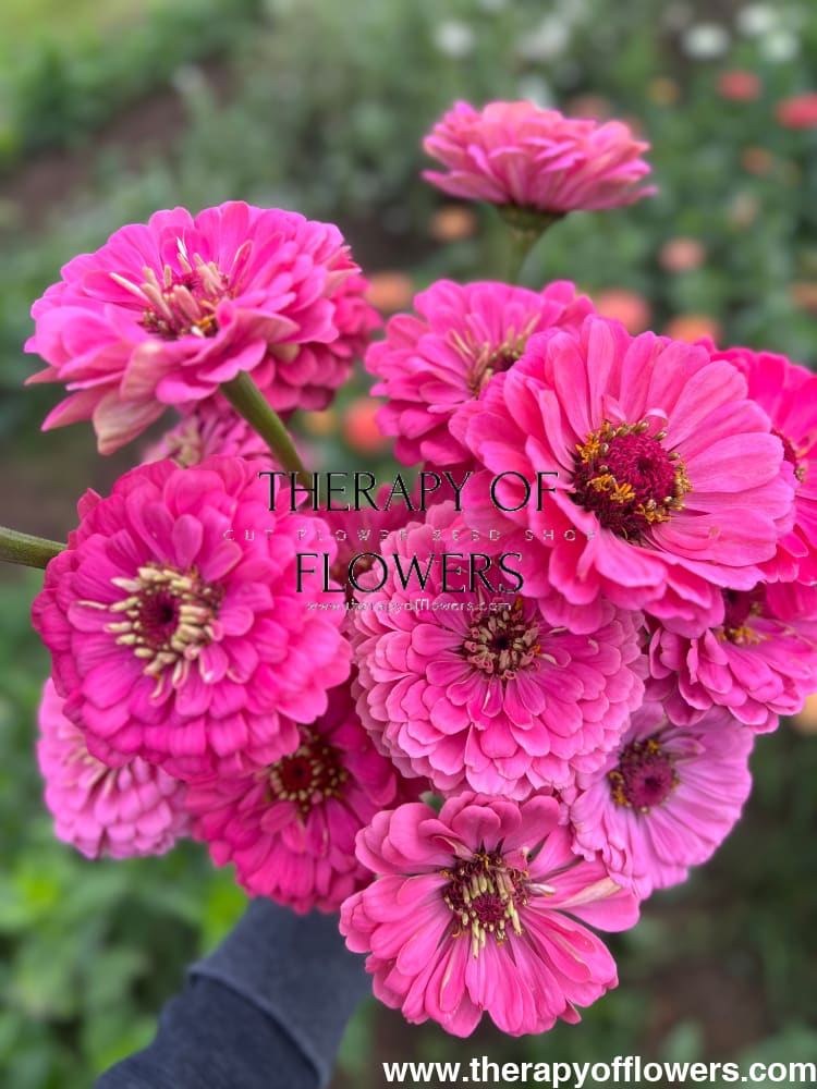 Zinnia elegans Benary's Giant Bright Pink – Vibrant Pink Blooms for ...