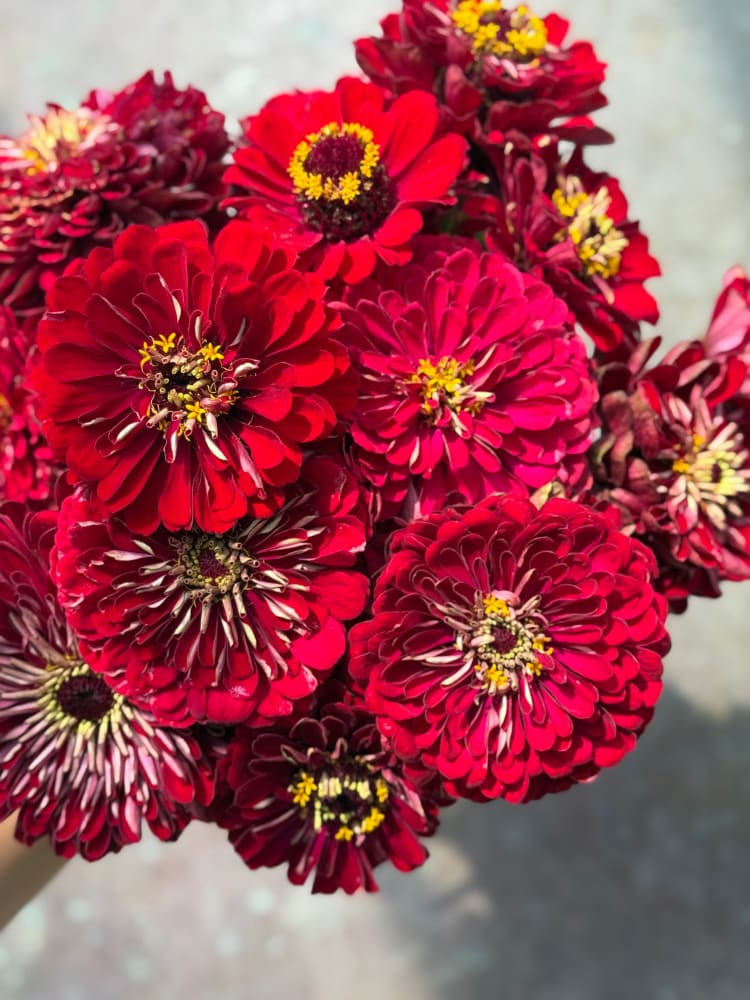 Zinnia elegans 'Benary's Giant Deep Red' | Bold, Long-Lasting Blooms ...