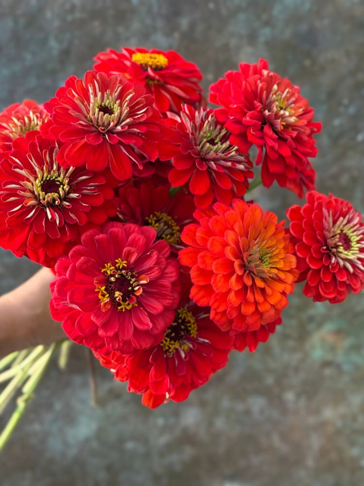 Zinnia elegans 'Benary's Giant Scarlet' | Premium, High-Yield Cut ...